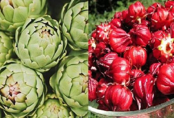 Cao atiso có tác dụng gì? 9 công dụng đặc biệt bạn cần biết